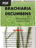Ficha Técnica Del Pasto Peludo (Brachiaria Decumbens | PDF | Pasto | Pasto