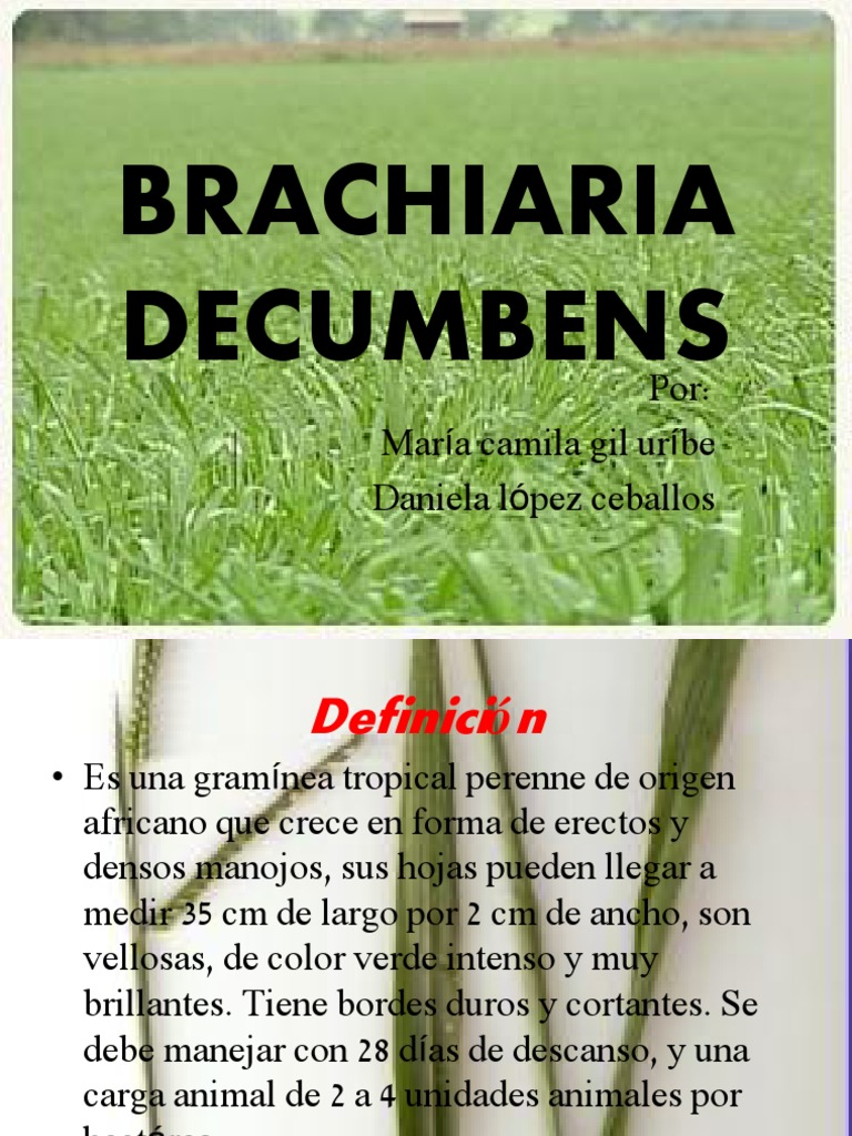 BRACHIARIA DECUMBENS | Semilla | Siembra