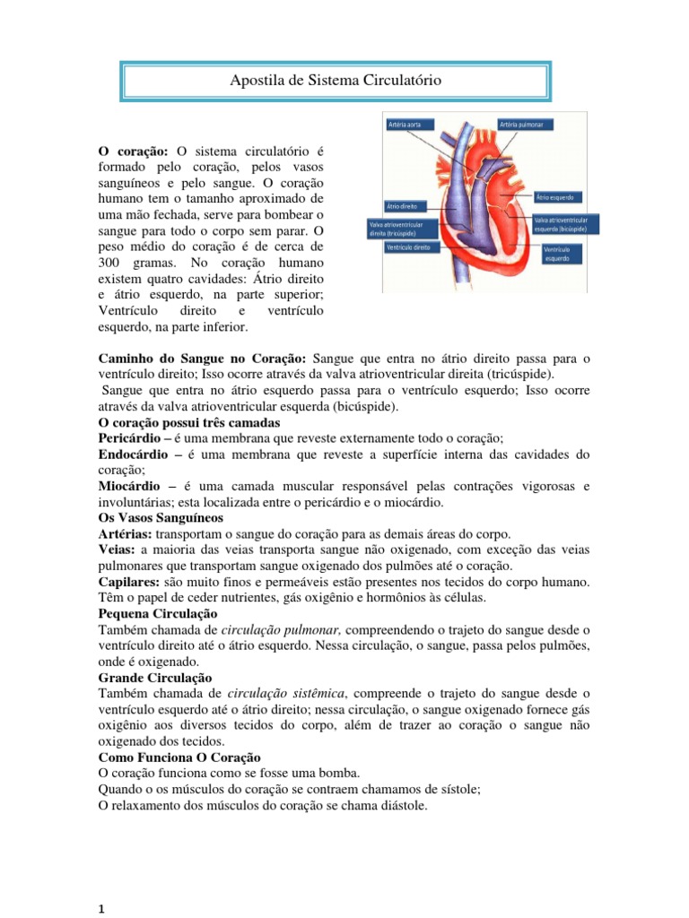 Apostila Do Sistema Circulatório e Exercicio | PDF | Sistema ...