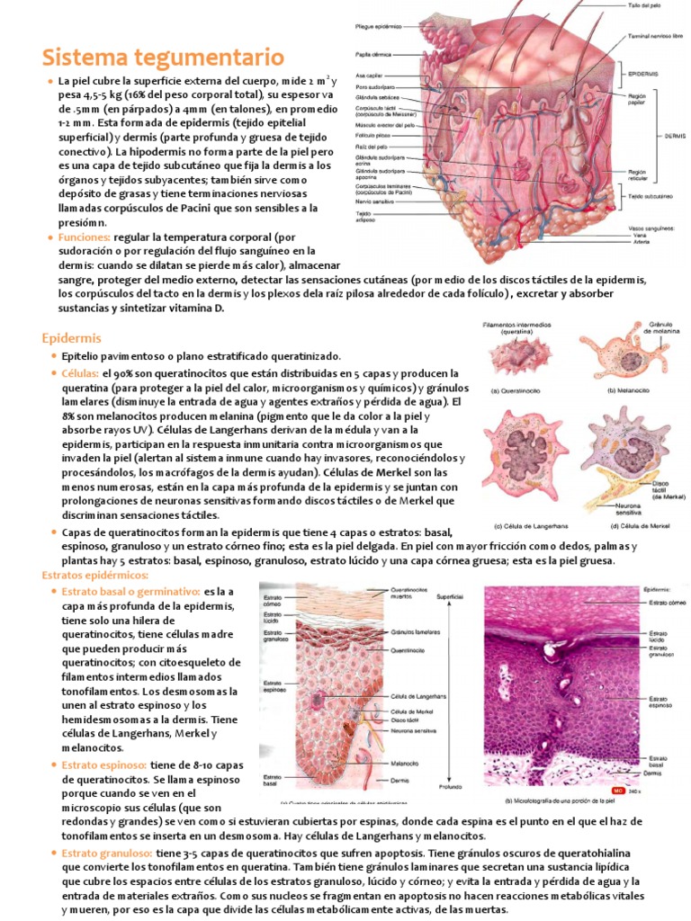 Sistema Tegumentario | PDF | Piel | Epidermis