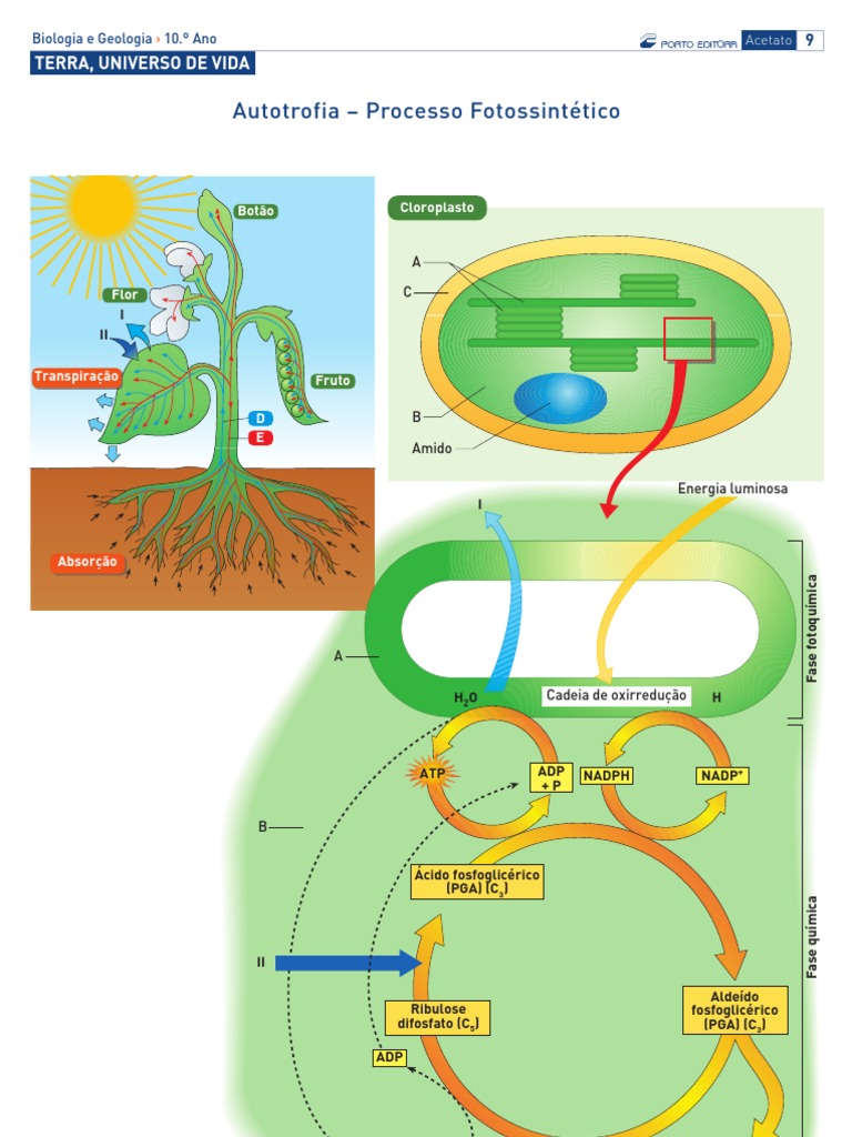 Autotrofia | PDF | Trifosfato de adenosina | Biologia Molecular