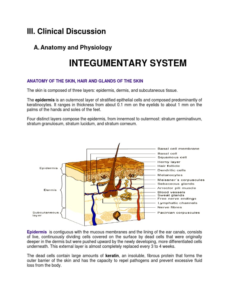 Anatomy of The Integumentary System | PDF | Skin | Epidermis