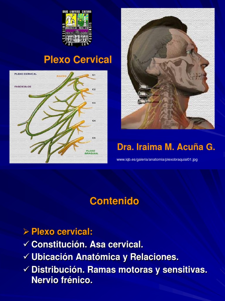 7. Plexo Cervical