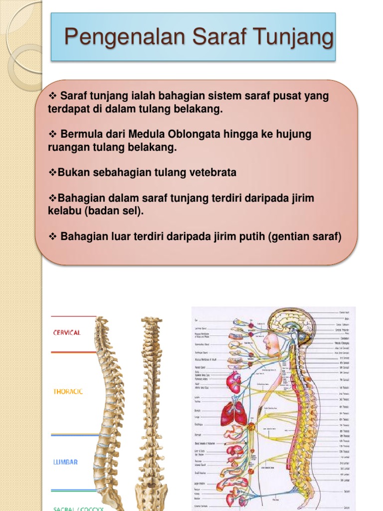Saraf tunjang