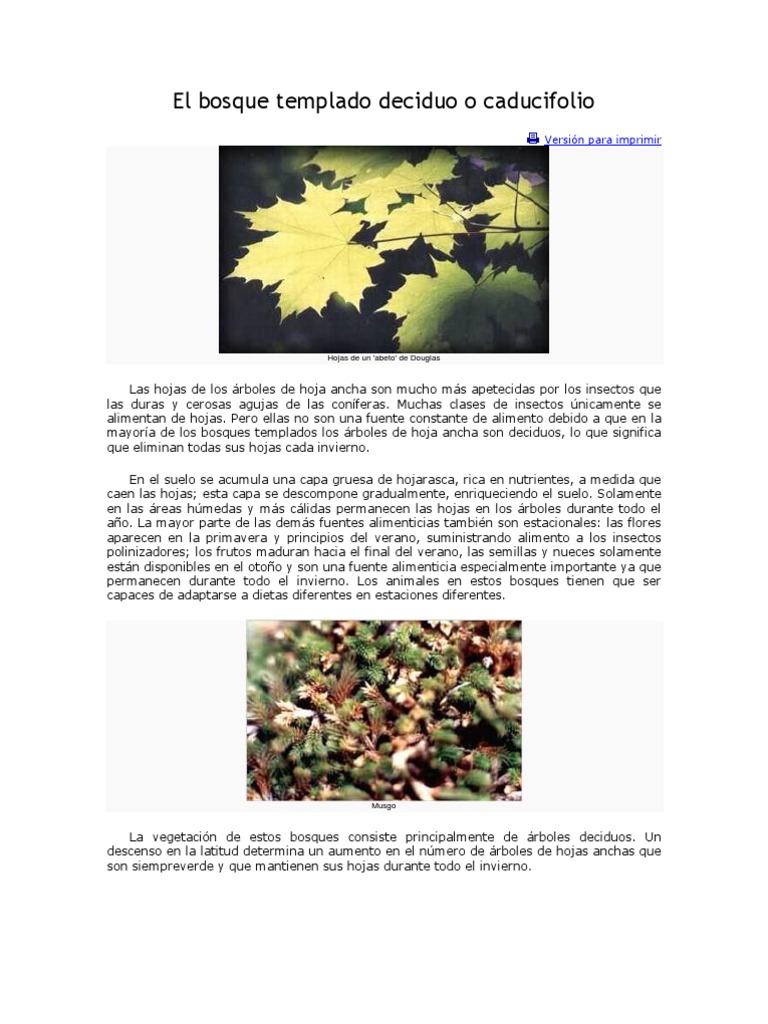 El Bosque Templado Deciduo o Caducifolio | Árboles | Bosques