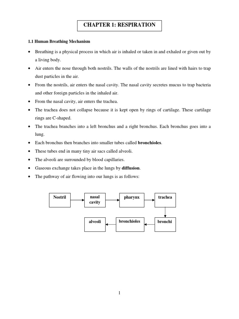 Science Form 3 Chapter 1 - Respiration (Notes) | Lung | Respiratory System