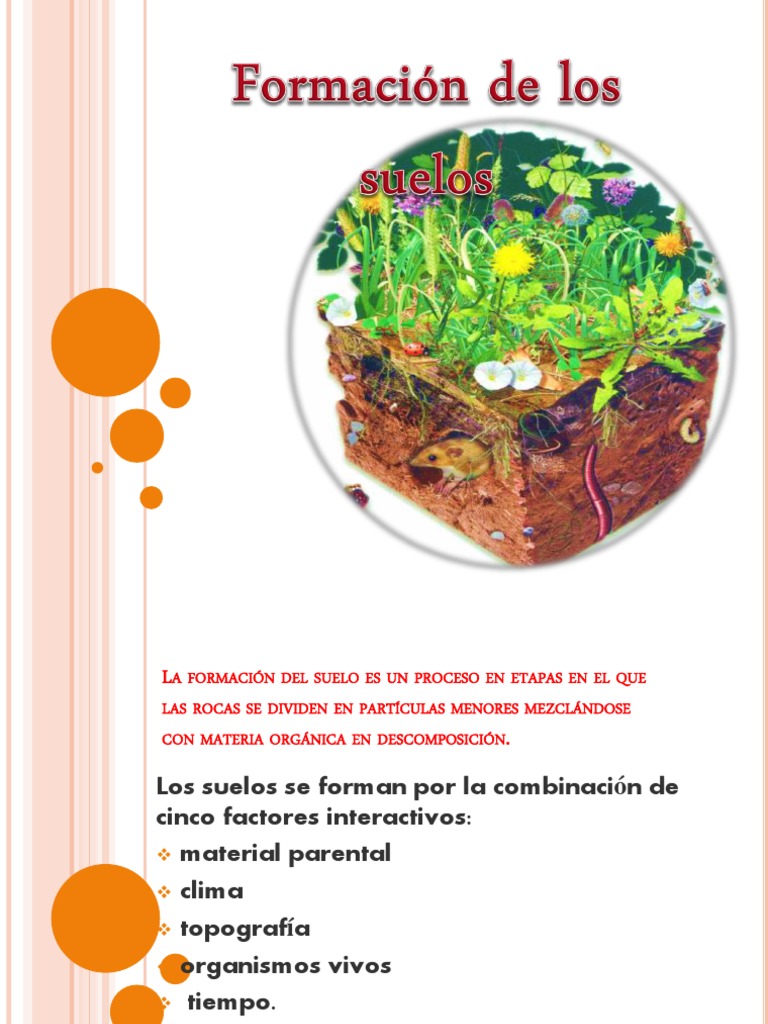 Formación del Suelo: Etapas y Factores | PDF | Meteorización | Suelo