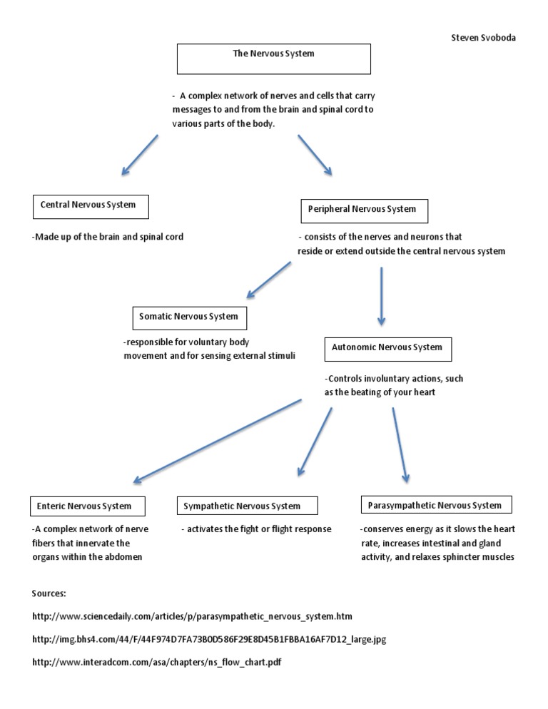 Nervous System Flow Chart | PDF | Nerve | Nervous System