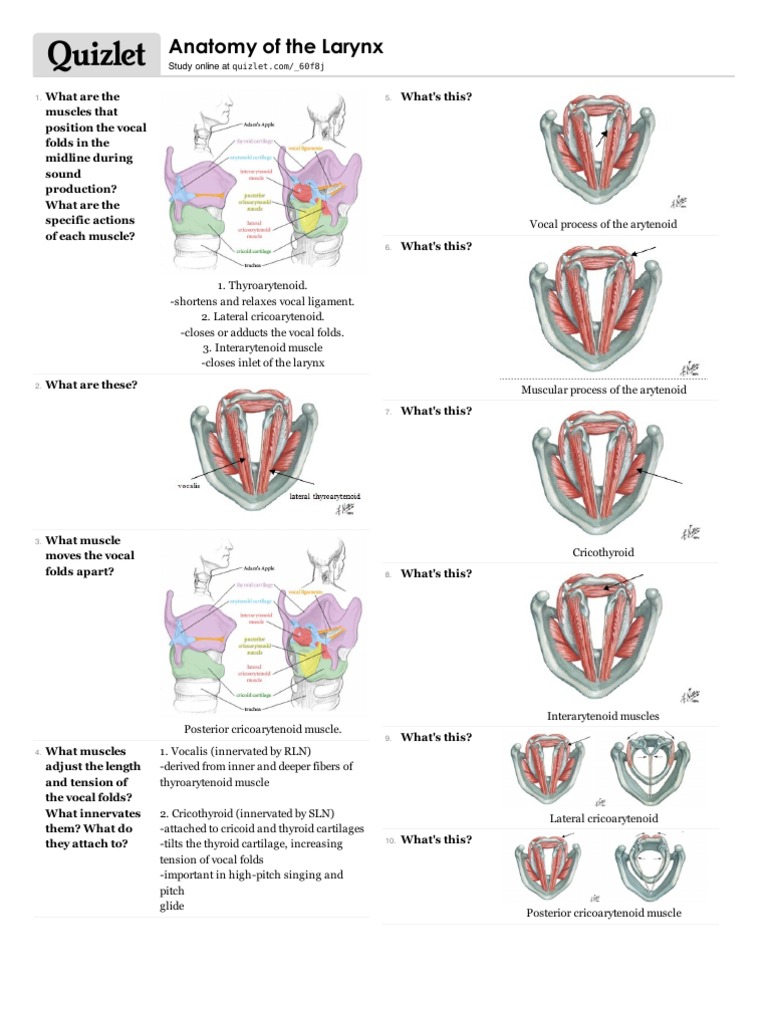 Anatomy of The Larynx | PDF | Larynx | Anatomy