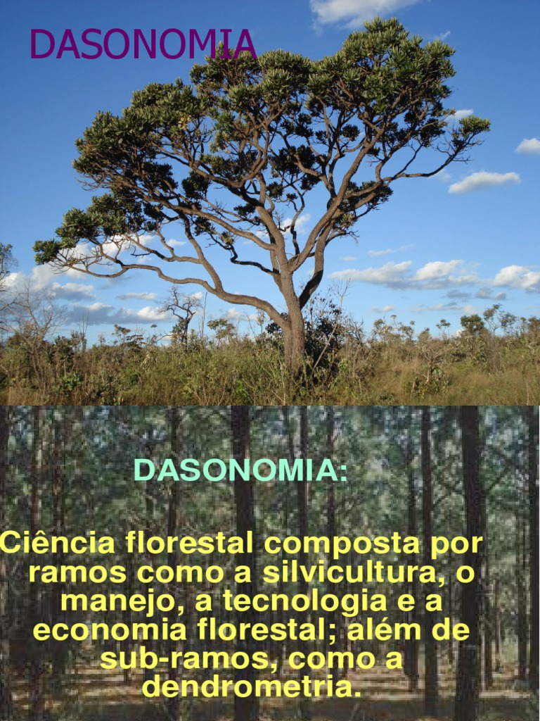 Dasonomia | Árvores | Florestas