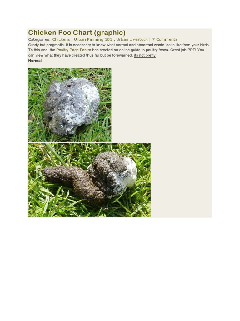 Chicken Poo Chart | PDF | Chicken | Aviculture