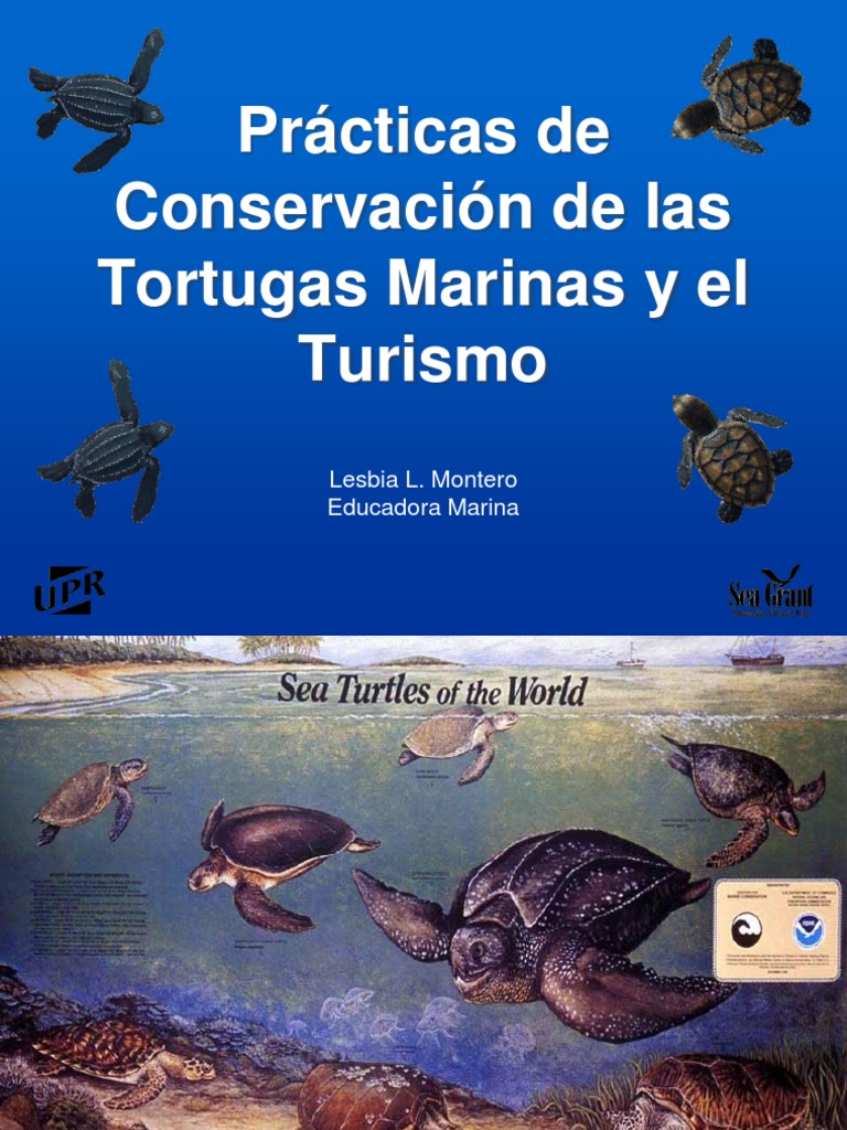 Conservación de Tortugas Marinas en PR | PDF | Tortuga marina | Reptil