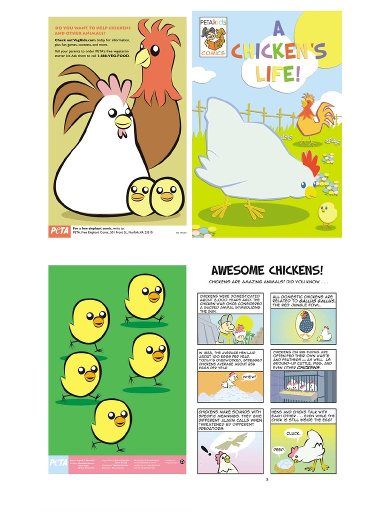 A Chicken's Life - PETA Comic | PDF