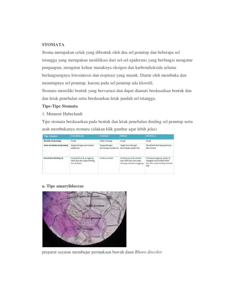 Tipe Tipe Stomata | PDF