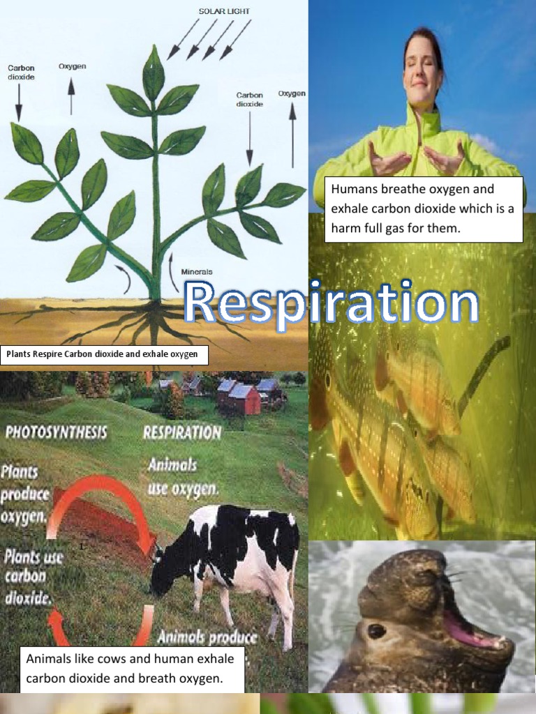 Science Collage | PDF