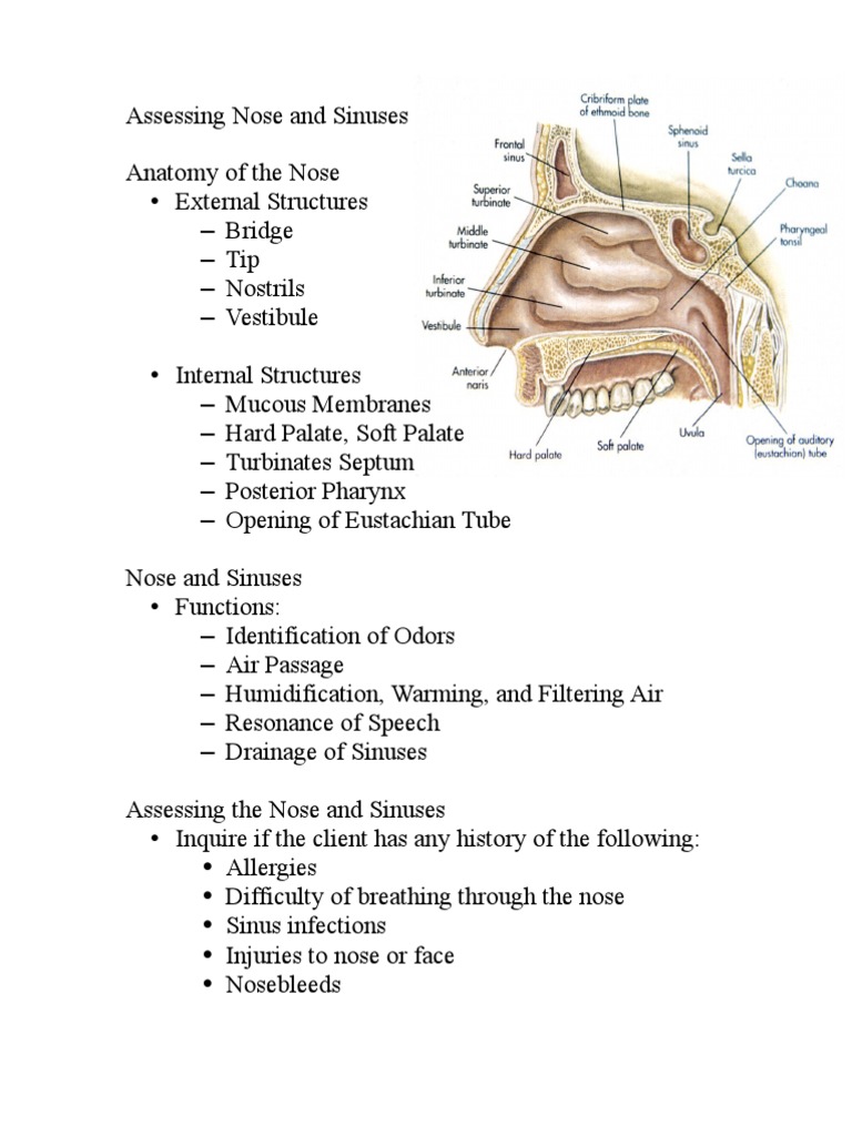 Nose and Sinus Assessment Guide | PDF