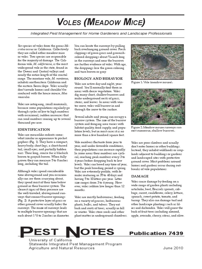Voles (Meadow Mice) | PDF | Trees | Discrimination