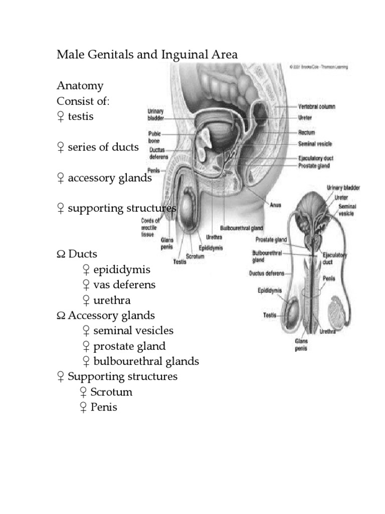 Male Genitals and Inguinal Area-Word | PDF | Testicle | Reproductive System