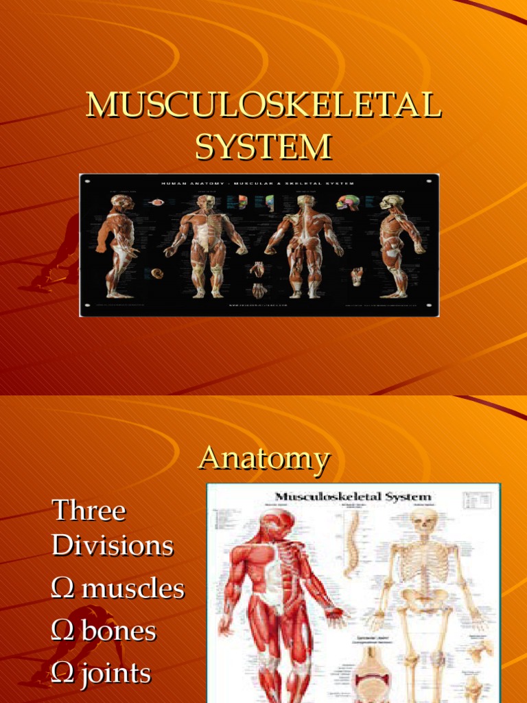 Musculoskeletal System | PDF | Anatomical Terms Of Motion | Human Musculoskeletal System