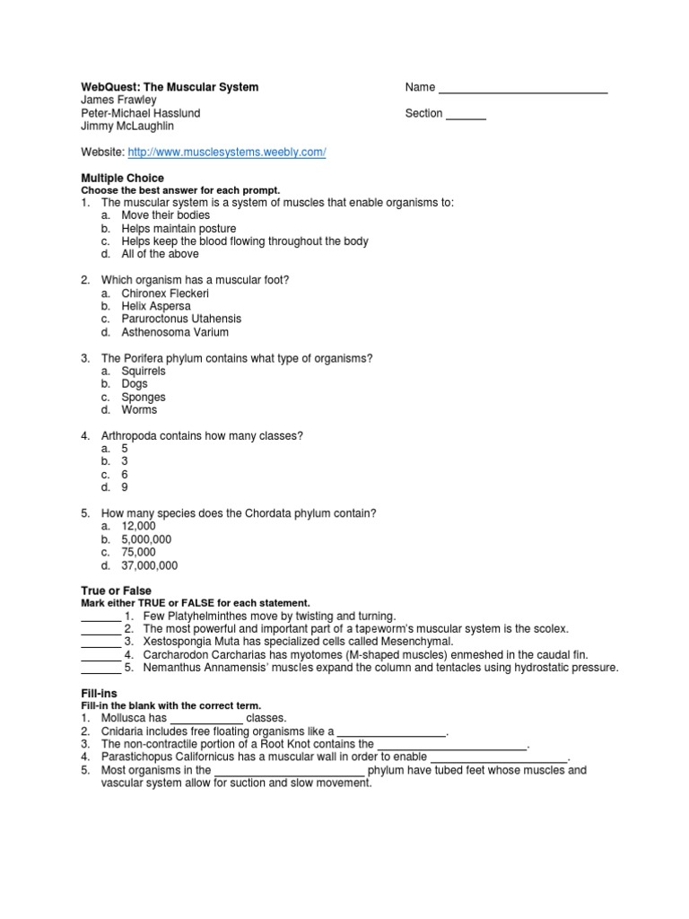 The Muscular System WebQuest | PDF