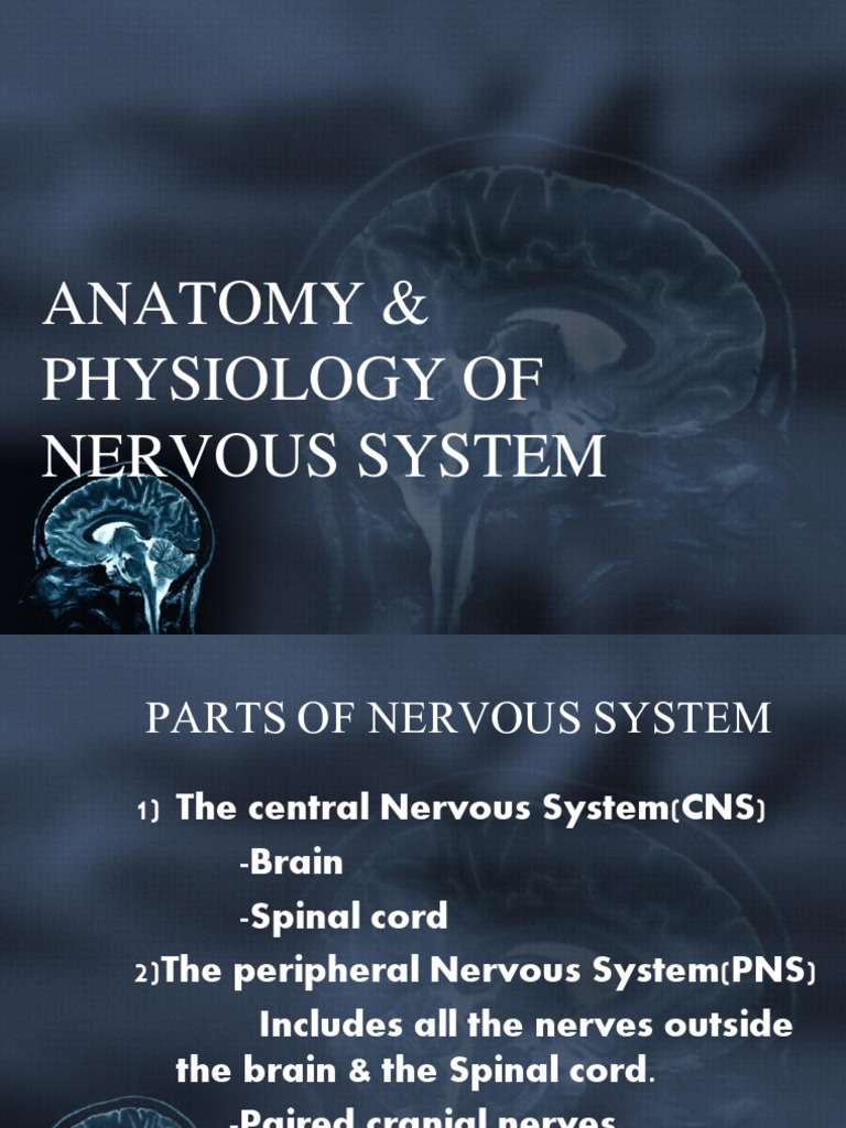Anatomy &physlgy F Nervous System | PDF