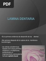 Etapas de la Odontogénesis | PDF | Epitelio | Diente