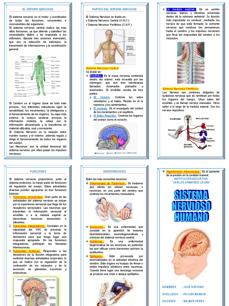 El Sistema Nervioso Triptico | PDF | Sistema nervioso central | Sistema nervioso