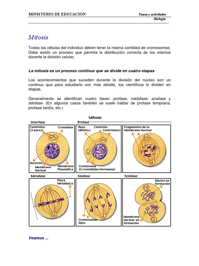 Hoja De Trabajo De La Mitosis: Fases Del Ciclo Celular