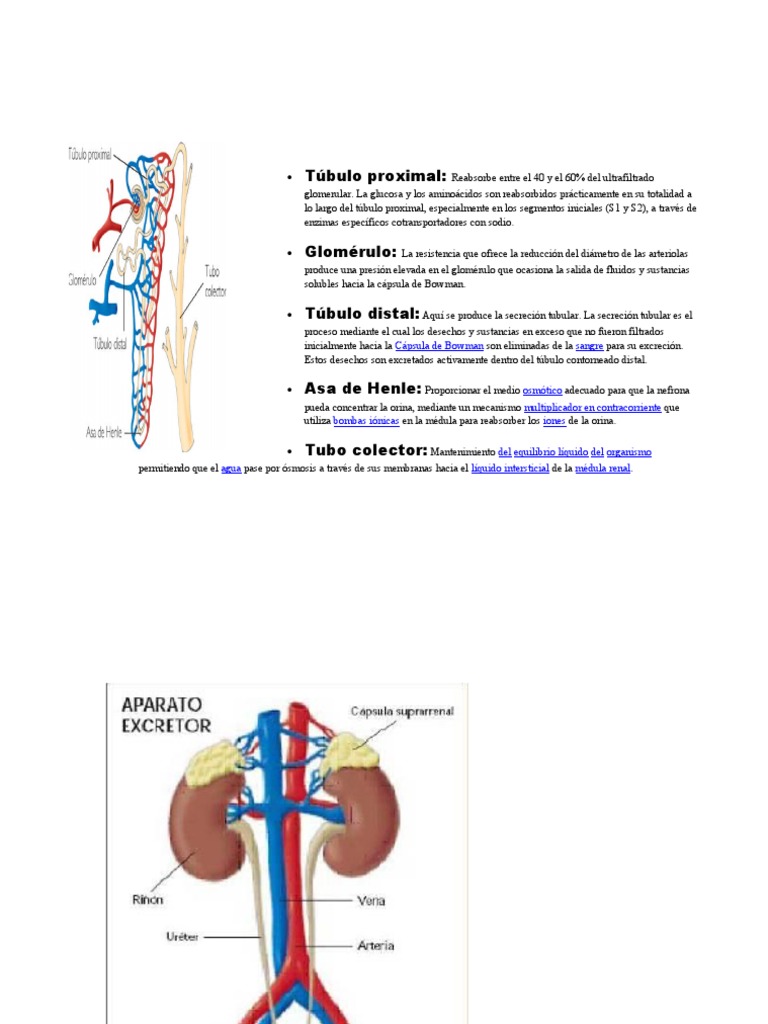 Describir La Anatomía De Una Nefrona. Vectores De Anatomia Nefrona,