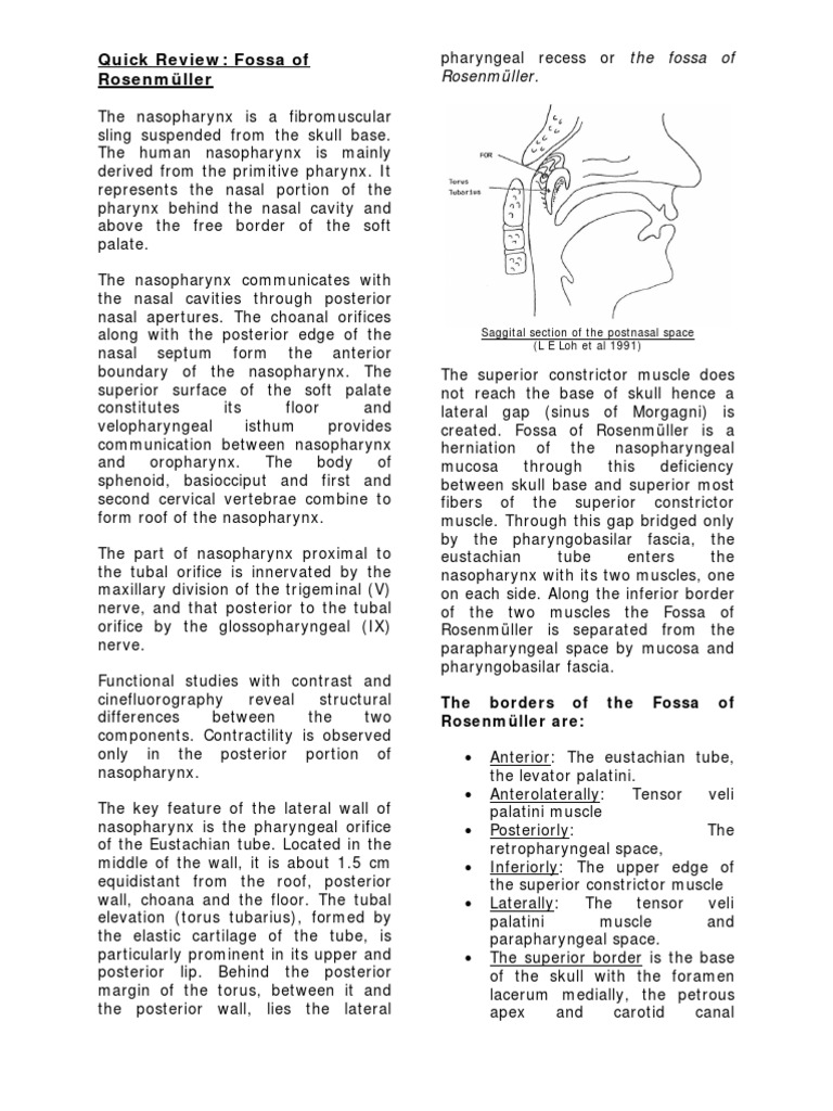 Quick Review_fossa of Rosenmuller | Anatomical Terms Of Location ...