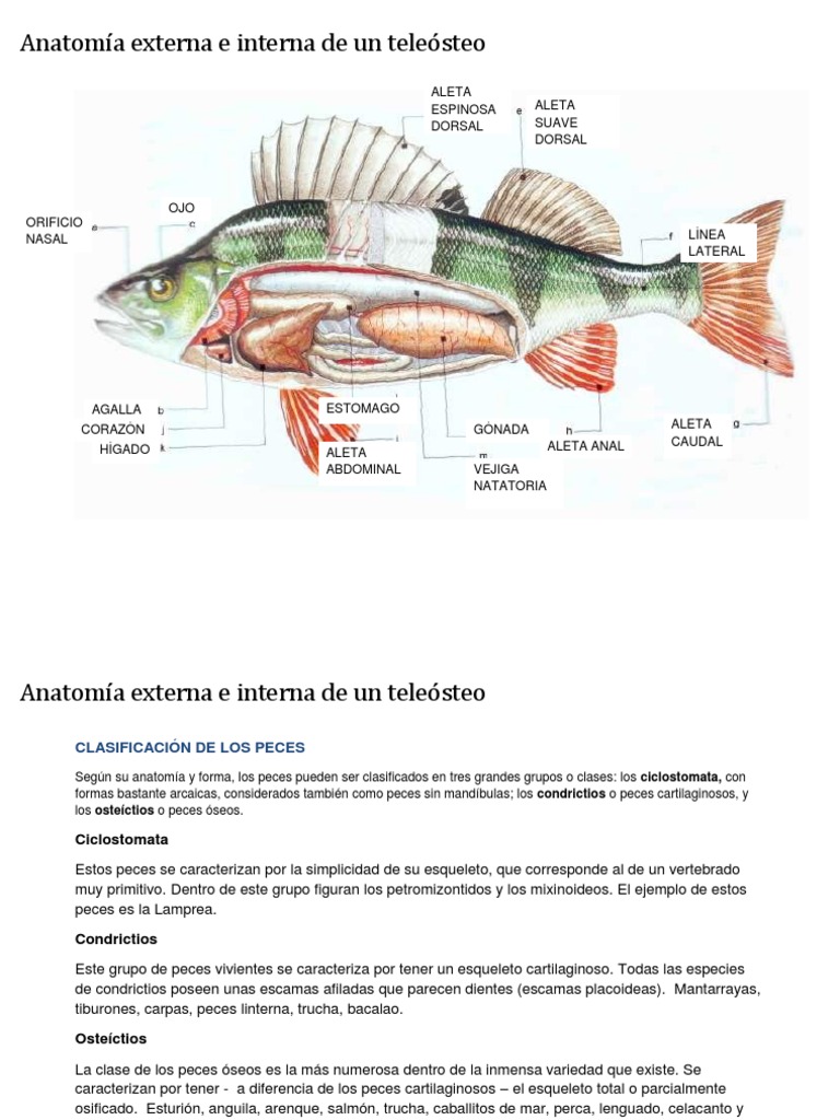 Anatomía Externa e Interna Del Pez | PDF
