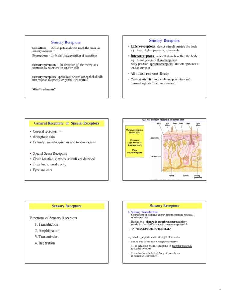 Sensory Receptors Sensory Receptors: Exteroreceptors | PDF | Stimulus ...