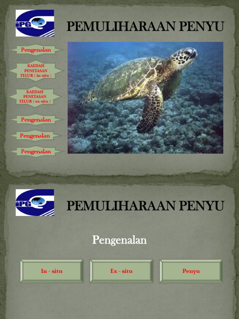 Pemuliharaan Penyu | PDF