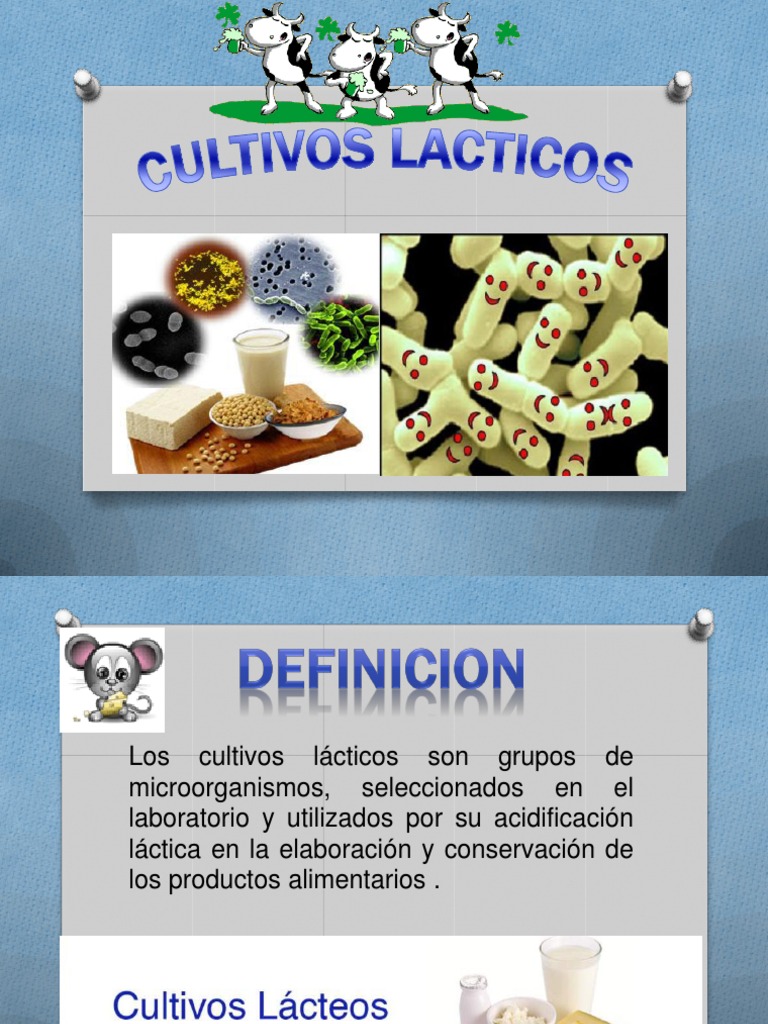 Cultivos Lacticos | PDF | Queso | Leche