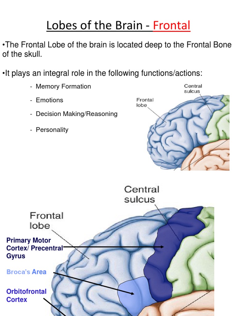 Brain Lobes: Functions & Regions | PDF | Cerebral Cortex | Parietal Lobe