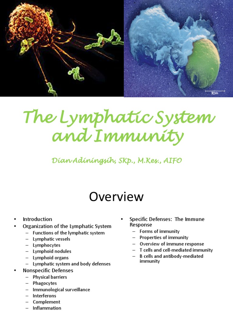 The Lymphatic System and Immunity | PDF | Lymphatic System | T Cell
