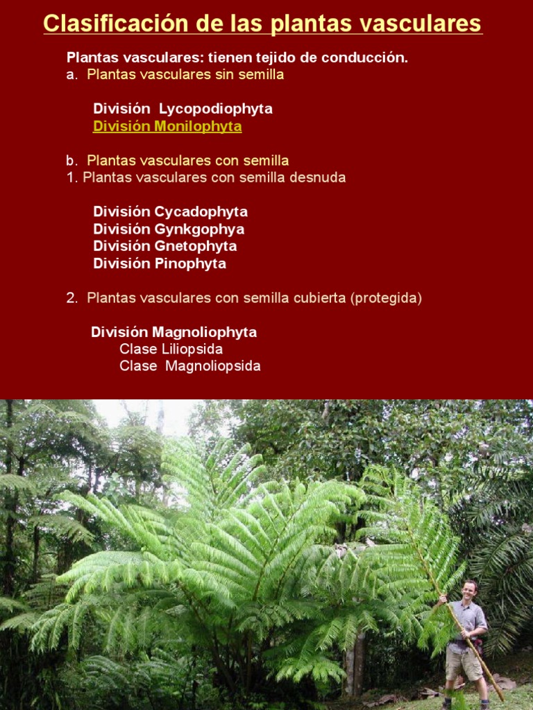 Tema 13b. Monilophyta - Marattiopsida - Polypodiopsida | PDF | Helecho ...
