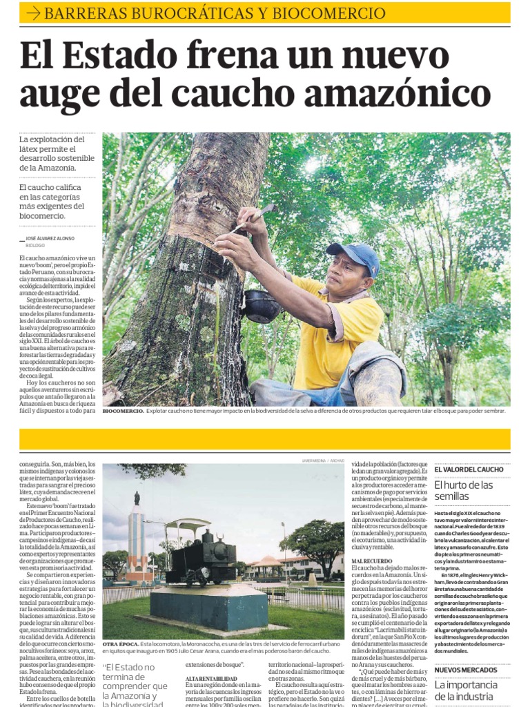Burocracia frena auge del caucho amazónico | PDF | Caucho natural ...