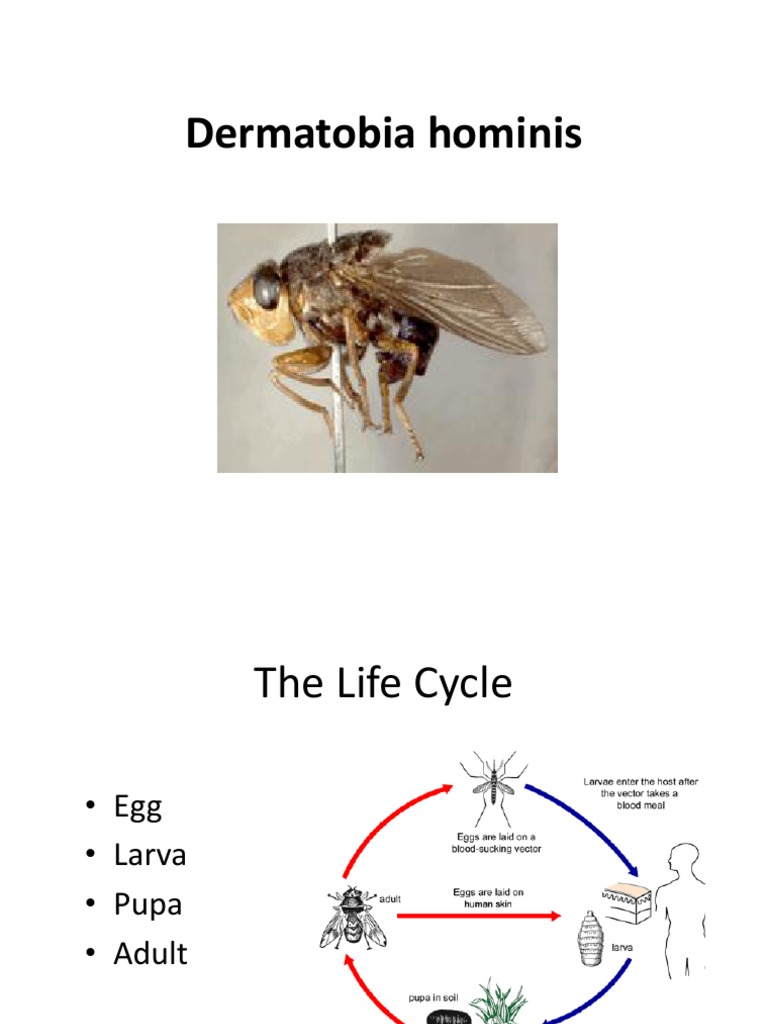 Dermatobia Hominis