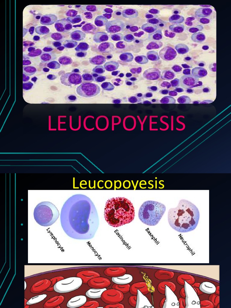 leucopoyesis FINAL.pptx | Linfocitos | Nucleo celular