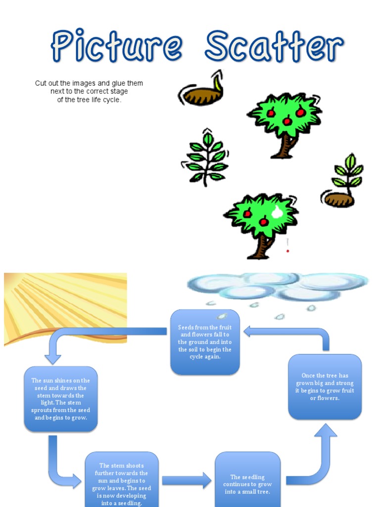 Tree Life Cycle Activity Guide | PDF | Home & Garden | Wellness