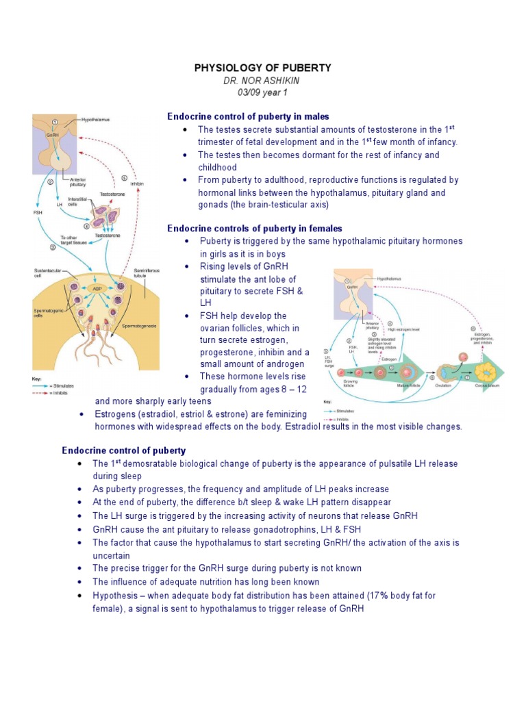 Physiology of Puberty | PDF | Puberty | Luteinizing Hormone