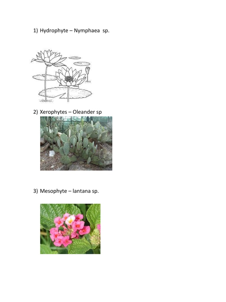 Hydrophytes Overview and Examples | PDF