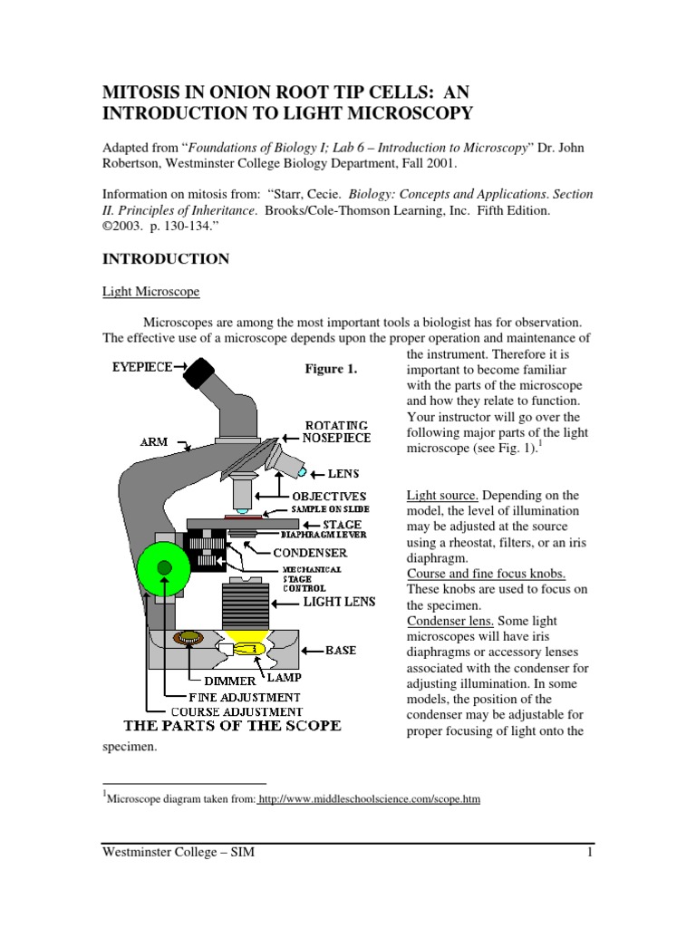 Onion Root Cell Parts