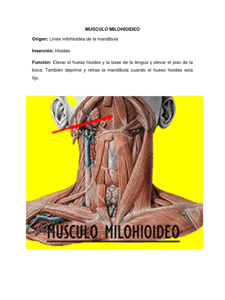 Musculo Milohioideo | PDF | Tejido suave | Anatomía de los primates