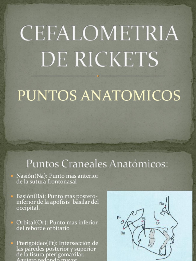 Cefalometria de Rickets | PDF | Anatomia animal | Anatomía de los primates
