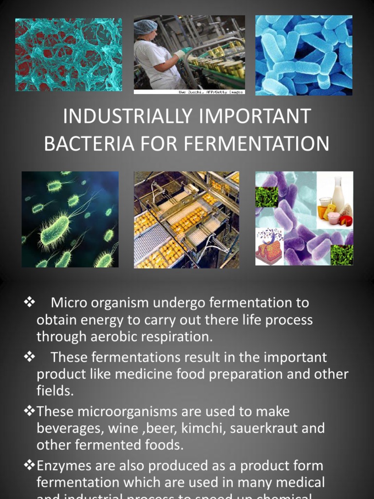 Industrial Uses of Fermentation Bacteria | PDF | Fermentation | Yeast