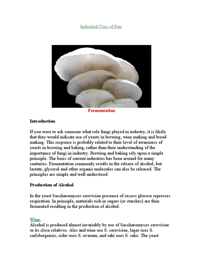 Industrial Uses of Fungi | PDF | Fungus | Brewing