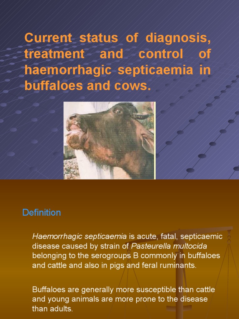 Haemorrhagic Septicemia | PDF | Immunology | Veterinary Medicine