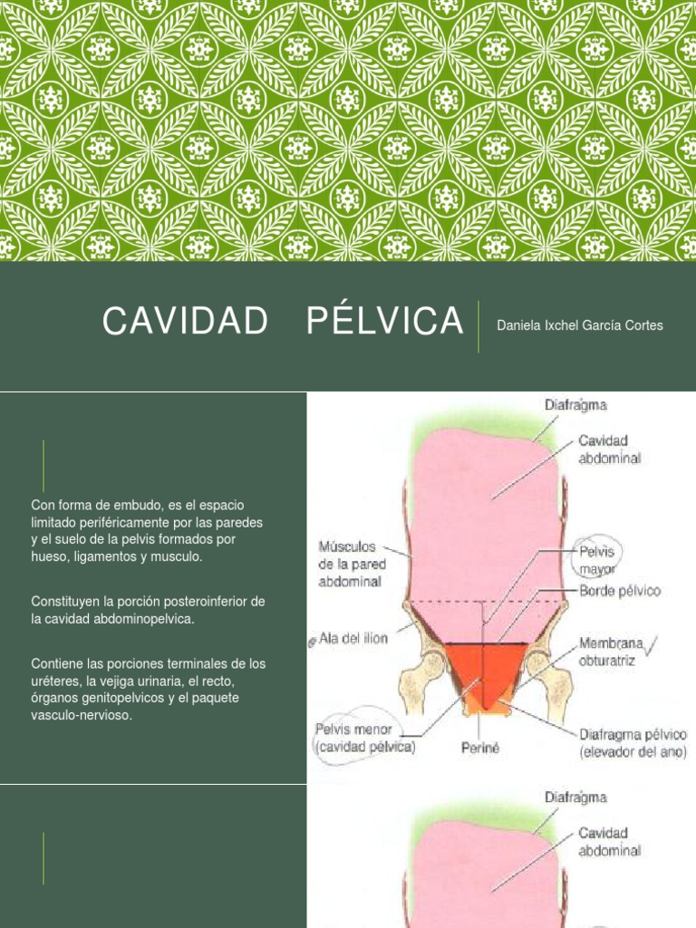 Cavidad Pélvica | PDF | Pelvis | Anatomía